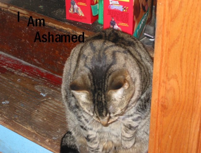 Kitty cat - Picture | eBaum's World