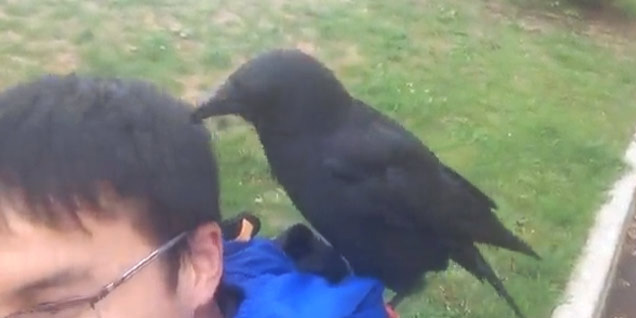 Kid Has An Unusual Encounter With A Crow - Funny Video | eBaum's World