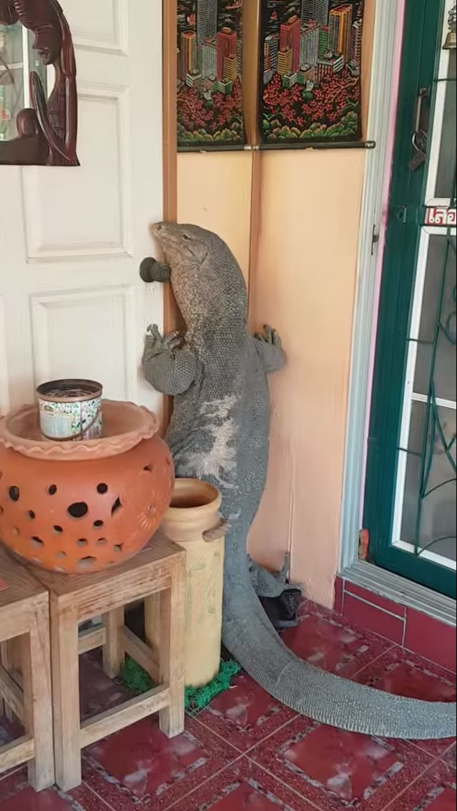 Man Catches Massive Lizard Outside His Home In Thailand - Wtf Video ...