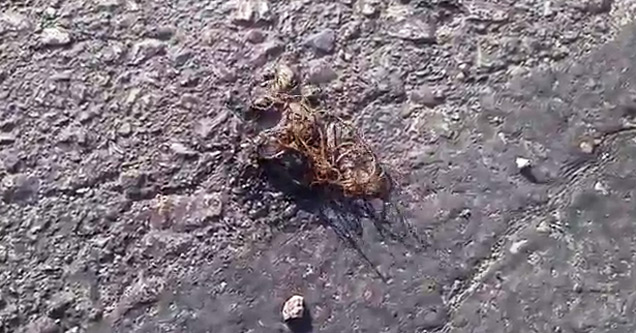 Stepped on a Cricket and This Crawled Out of It - Wtf Video | eBaum's World