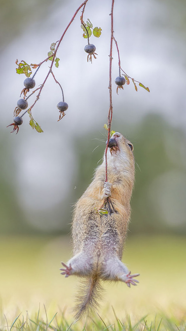 Funny Pictures of Animals That Will Put A Smile On Your Face - Funny ...