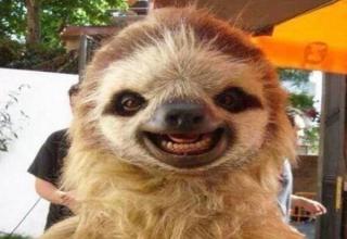 25 Funny Animal Pics And Memes To Make You Smile Funny Gallery