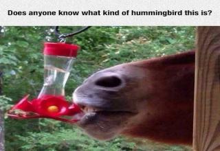 39 Wacky Pics Sure To Make You Laugh or Facepalm - Funny Gallery ...