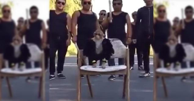 Hilarious Little Monkey Is The Biggest Pimp You'll See Today - Funny ...