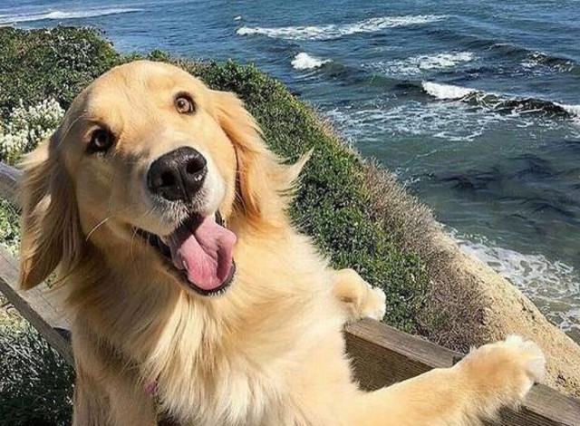 23 Positive Animal Images To Destroy Your Bad Mood - Feels Gallery ...