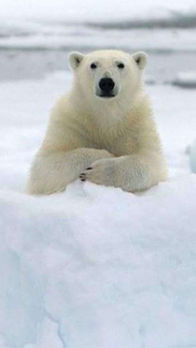 11 Fake Animal Facts that are Funny and Ridiculous - Gallery | eBaum's ...