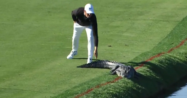 Pro Golfer Gets Brave And Slaps An Alligator - Wow Video | eBaum's World