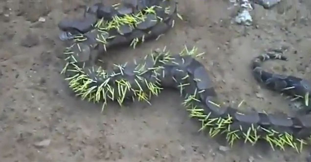 A Python Ate A Porcupine, But The Porcupine Had The Last Laugh - Wow ...