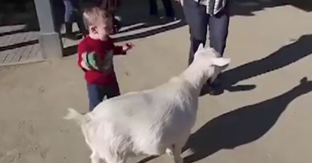 Goat Fart Scares Kid - Video | eBaum's World