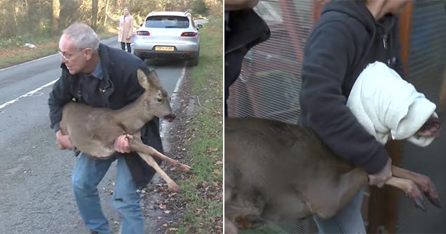 Vet Finds Deer Hit By Car, Decides To Rehabilitate And Return To Wild ...