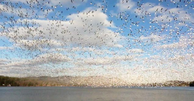 Rare Moment When 100,000 Geese Are Seen In Formation - Wow Video ...