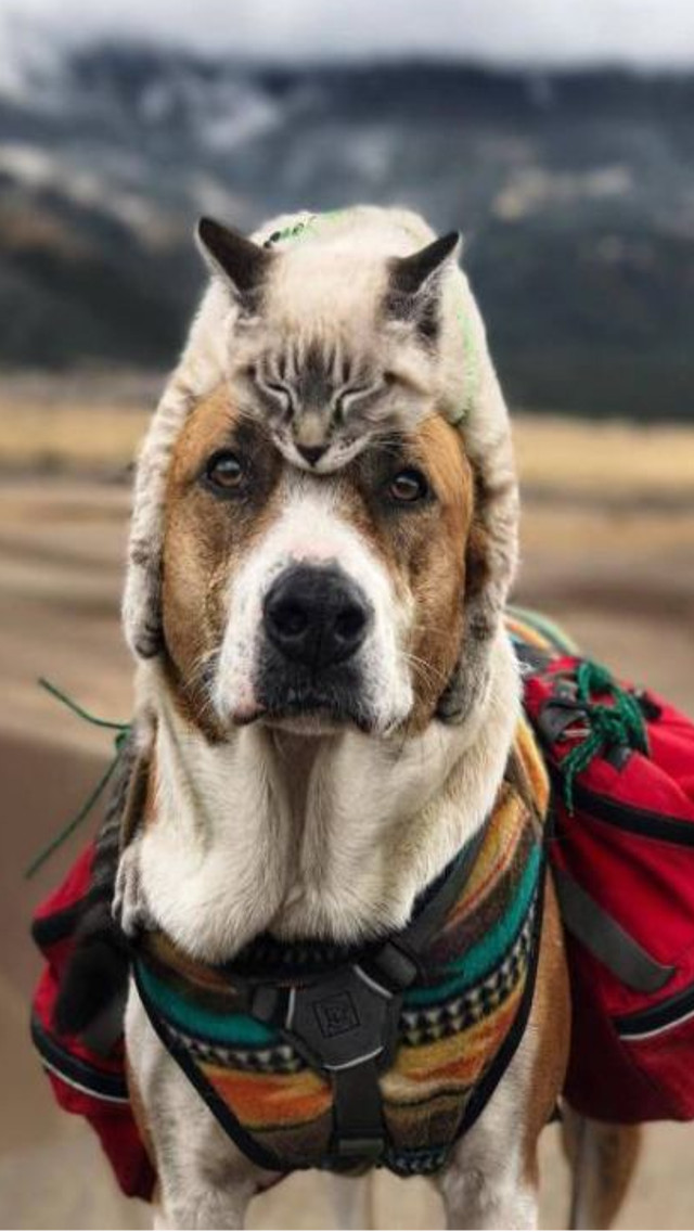 The Amusing Picture Collective - Gallery | eBaum's World