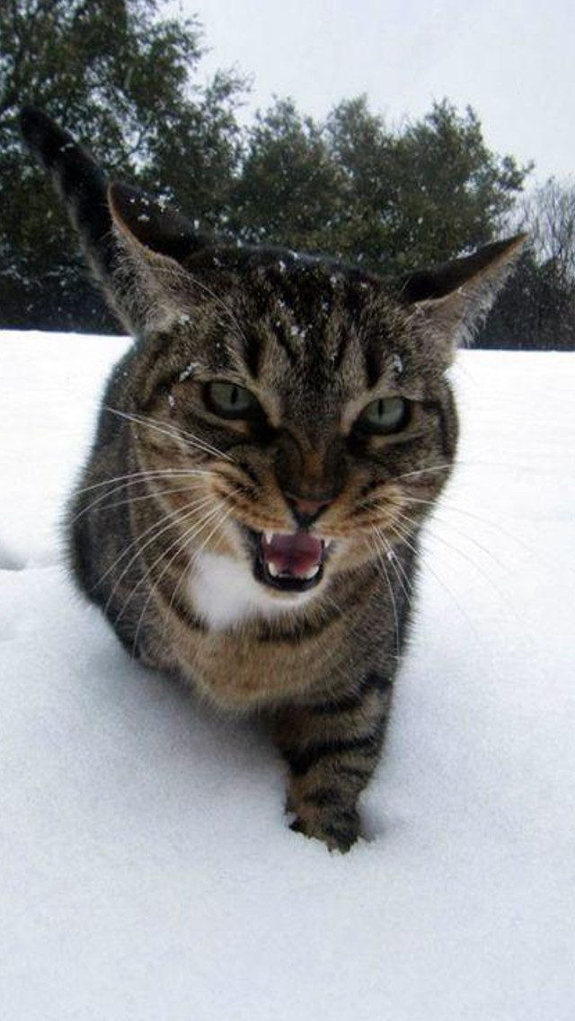 18 Adorable Pics Of Cats In The Snow - Funny Gallery | eBaum's World