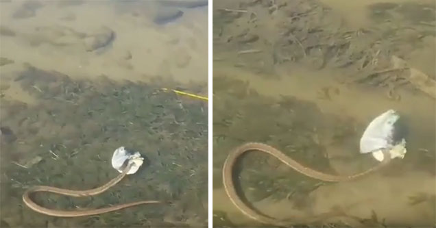 Elusive Fish Headed Snake Finally Spotted In The Wild - Eww Video ...