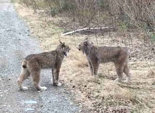 Two Lynx Have an Argument and They Sound Ridiculous - Funny Video ...