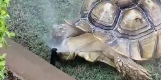 Tortoise Takes Break from Killing Innocents - Funny Video | eBaum's World