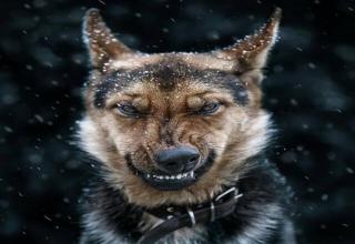 35 Absurdly Random Pics That Will Make You Wonder - Funny Gallery ...