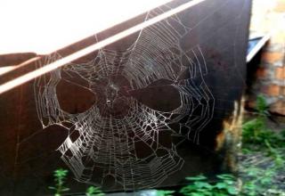 32 Peculiar Pics That Will Perk You Up - Funny Gallery | eBaum's World