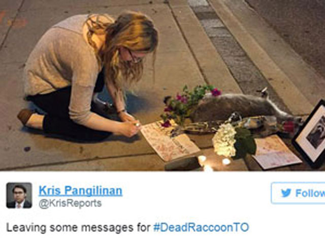 That Time a Dead Raccoon In Canada Became A Viral Sensation - Funny ...