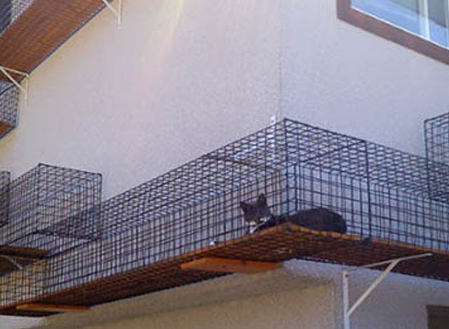 16 Insane Animal Set Ups Made by People Who Love Their Animals a Bit ...