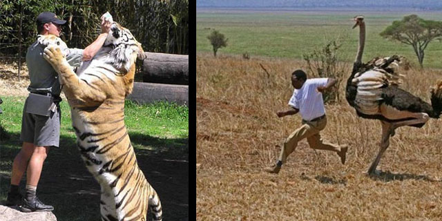 30 Large Animals Compared To Humans - Wow Gallery | eBaum's World