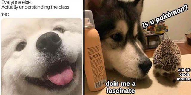 45 Animal Pics And Dank Memes - Gallery | eBaum's World