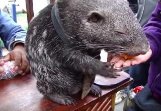 43 Absolute Unit Memes That Would Make Elon Musk Proud - Funny Gallery ...