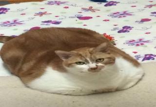 43 Absolute Unit Memes That Would Make Elon Musk Proud - Funny Gallery ...