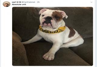 43 Absolute Unit Memes That Would Make Elon Musk Proud - Funny Gallery ...