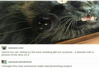 76 Cat Memes That Are LITTERally the Worst - Funny Gallery | eBaum's World