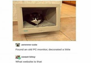 76 Cat Memes That Are LITTERally the Worst - Funny Gallery | eBaum's World