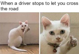 76 Cat Memes That Are LITTERally the Worst - Funny Gallery | eBaum's World