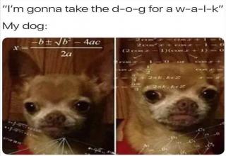 29 HECKIN FUNNY Doggo Memes That Will Keep You Borking All Day Long ...