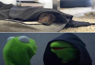 29 HECKIN FUNNY Doggo Memes That Will Keep You Borking All Day Long ...