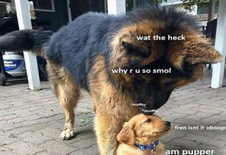 29 HECKIN FUNNY Doggo Memes That Will Keep You Borking All Day Long ...
