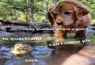 29 HECKIN FUNNY Doggo Memes That Will Keep You Borking All Day Long ...