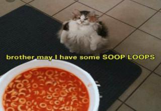 Brøther, the Lööps Cat Has Passed Away and Here are All Her Best Memes ...