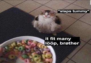 Brøther, the Lööps Cat Has Passed Away and Here are All Her Best Memes ...