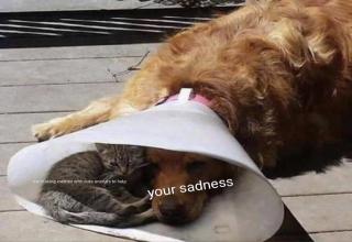 The 100 Best Wholesome Memes Warming Our Cold Souls This Week - Funny ...