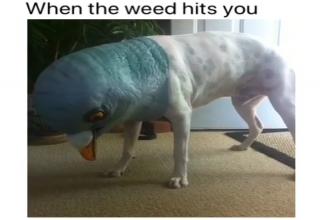 69 Weed Memes That Rip Harder Than Your Bong - Funny Gallery | eBaum's ...