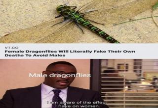 33 Dank Memes From All Across the Globe - Funny Gallery | eBaum's World