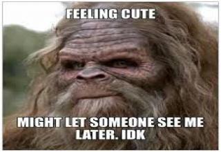 Feeling Cute Memes We Won't Delete Later (20 Images) | eBaum's World