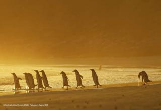 Finalists for the 2020 Comedy Wildlife Photography Awards - Funny ...