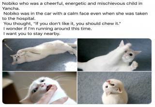 Meme Legend and Very Long Cat 'Longcat' Has Died | eBaum's World