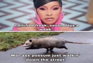 40 Possum Memes for the Trash Eaters at Heart - Funny Gallery | eBaum's ...