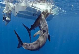 15 Sailors Reveal Fascinating and Terrifying Experiences at Sea ...