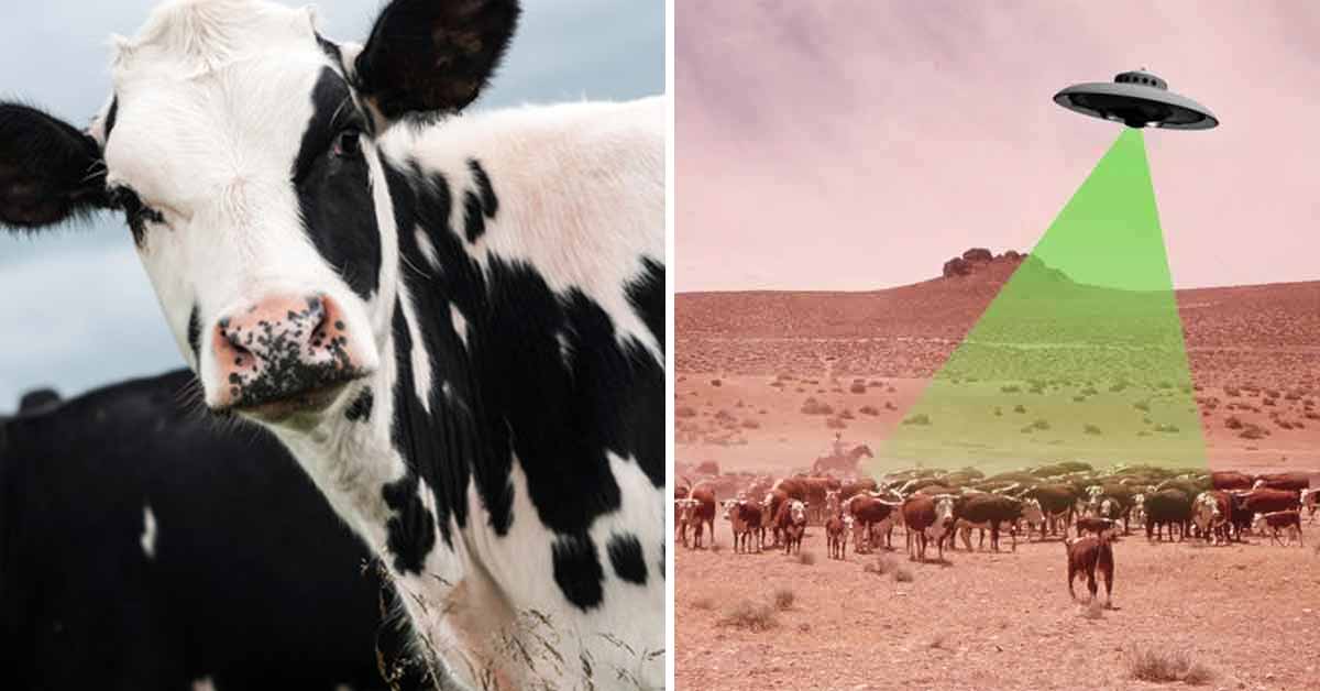 Skinwalker Ranch 2.0? 6 Cows Found Mutilated in Different Texas ...