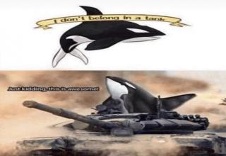 'They're Orca-nizing': 31 Killer Orca Whale Memes | eBaum's World
