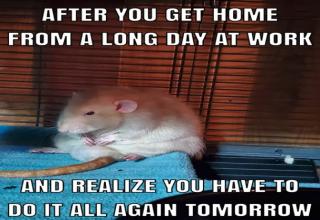 18 Mid-Week Work Memes to Get You Over the Hump - Funny Gallery | eBaum ...