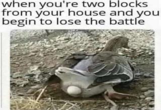 27 Unhinged Absurdist Memes to Confuse You - Funny Gallery | eBaum's World